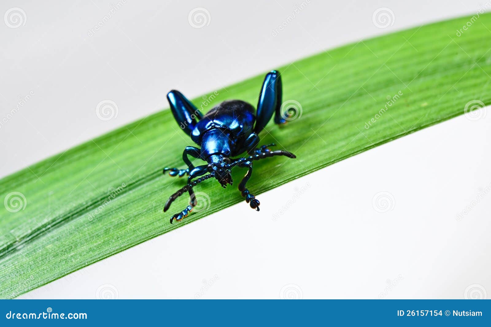Scarabeo blu fotografia stock. Immagine di insetto, radiante - 26157154