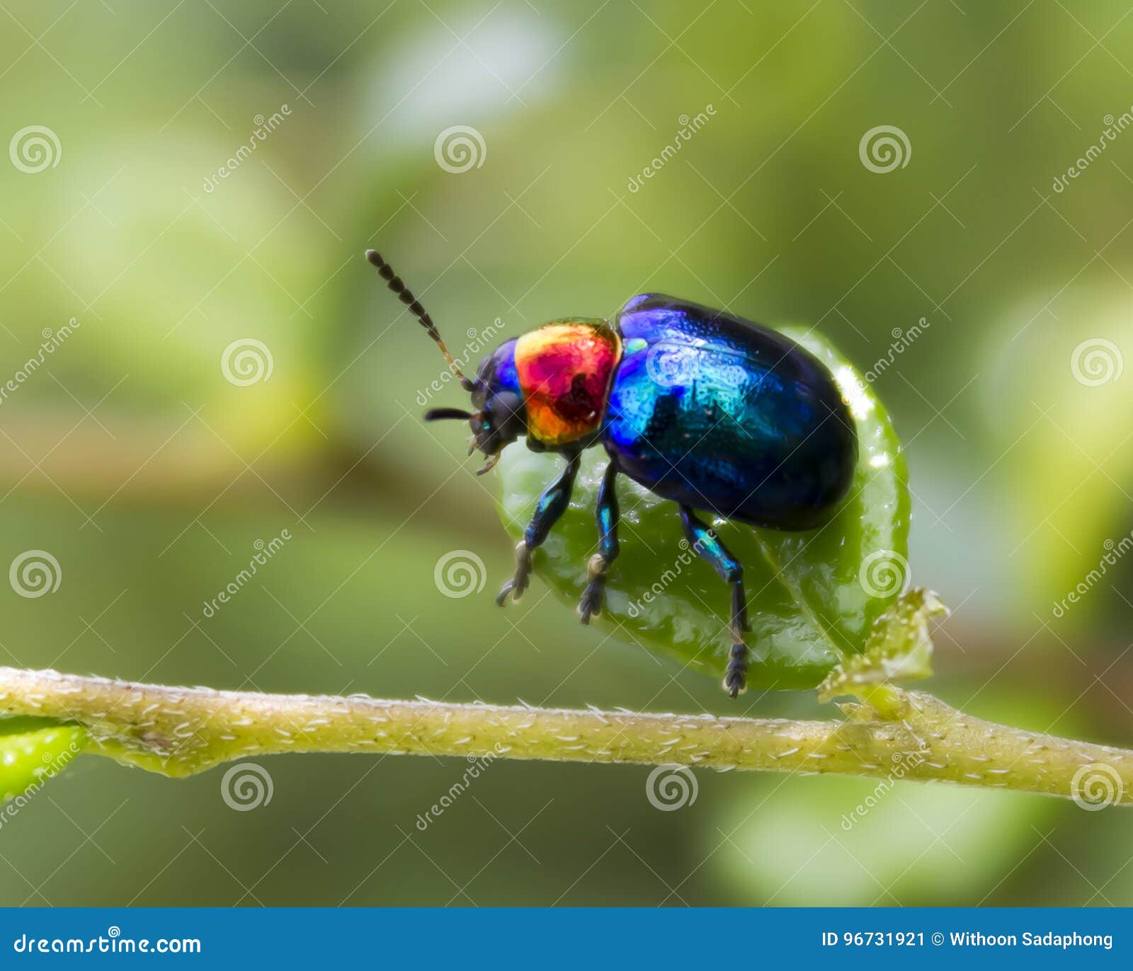 Scarabeo blu immagine stock. Immagine di verde, bello - 96731921