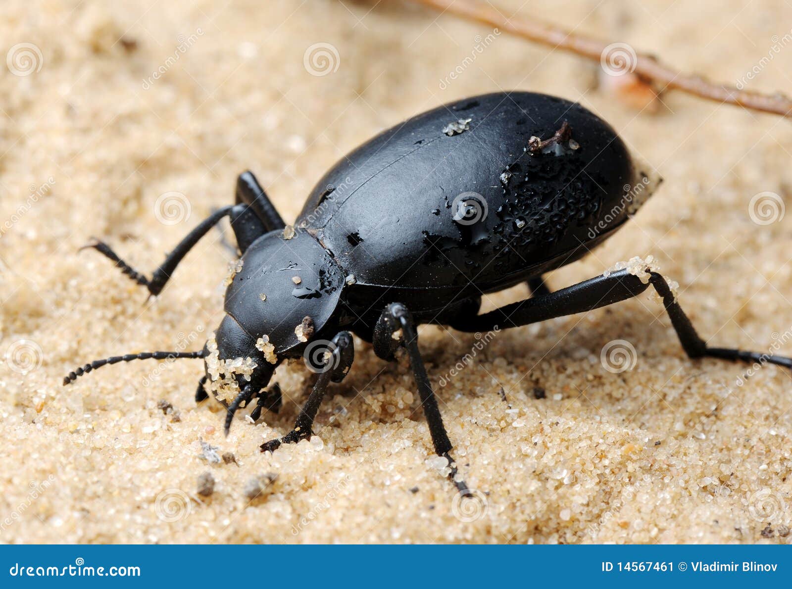 Scarabeo Darkling Sulla Sabbia Immagine Stock - Immagine di orientale ...