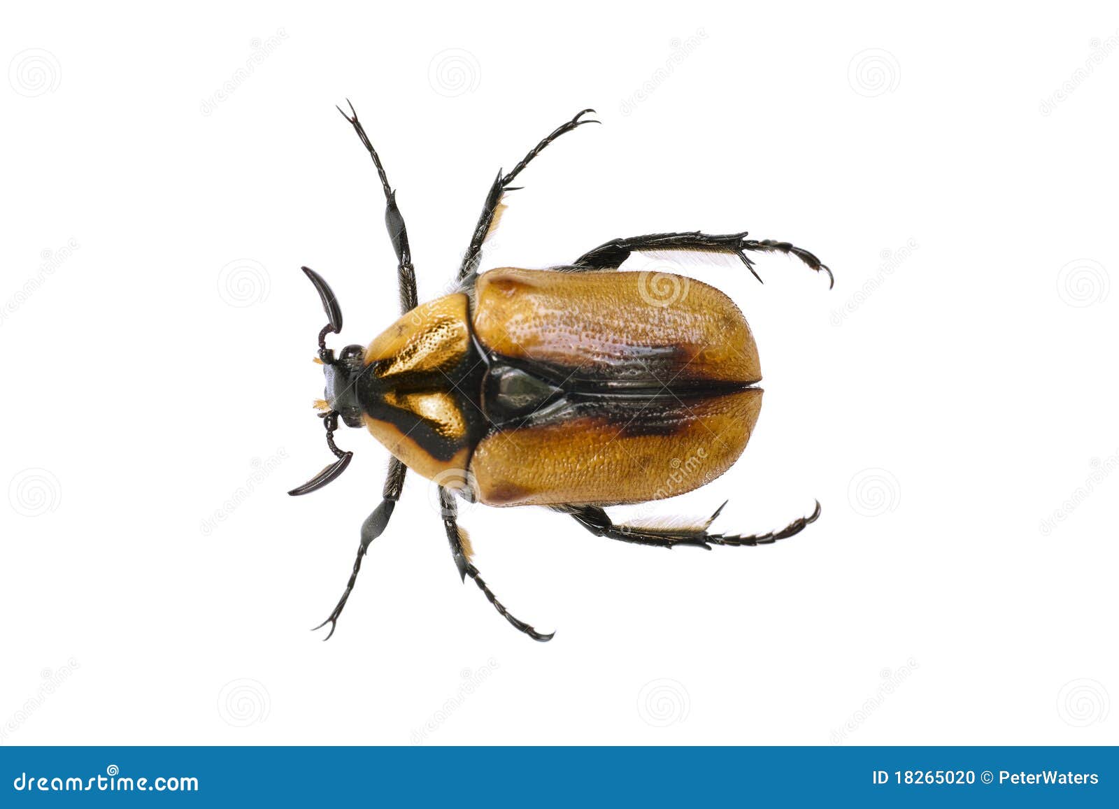 Scarabeo del Chafer fotografia stock. Immagine di antenna - 18265020