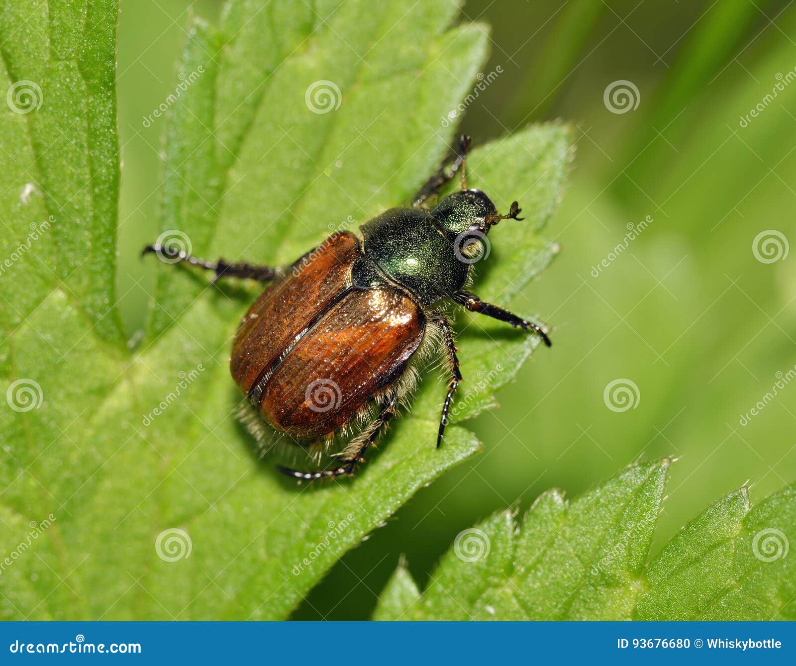 Scarabeo Del Rinforzo Del Giardino Fotografia Stock - Immagine di verde ...