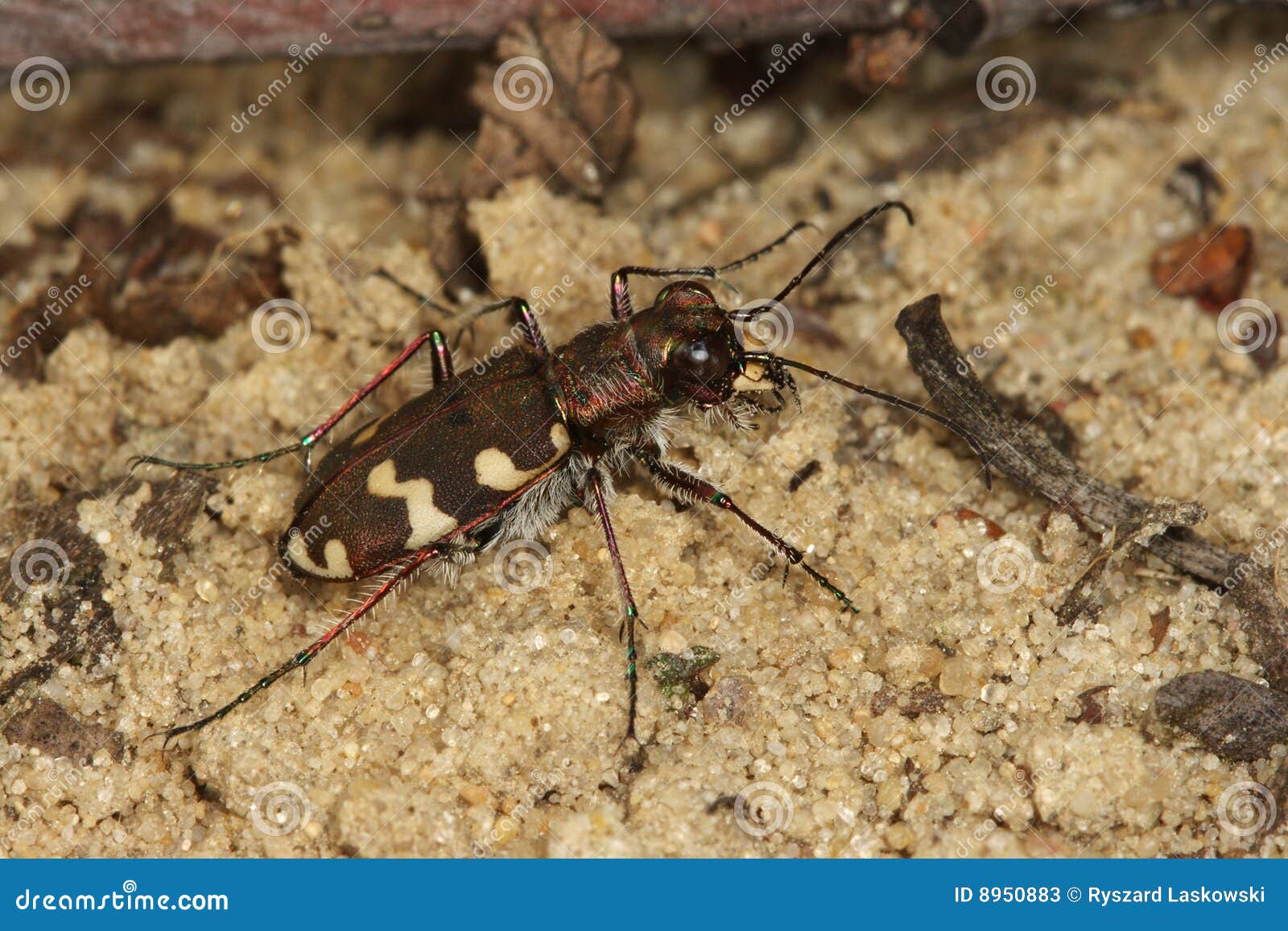 Scarabeo di tigre immagine stock. Immagine di duna, silvicoltura - 8950883