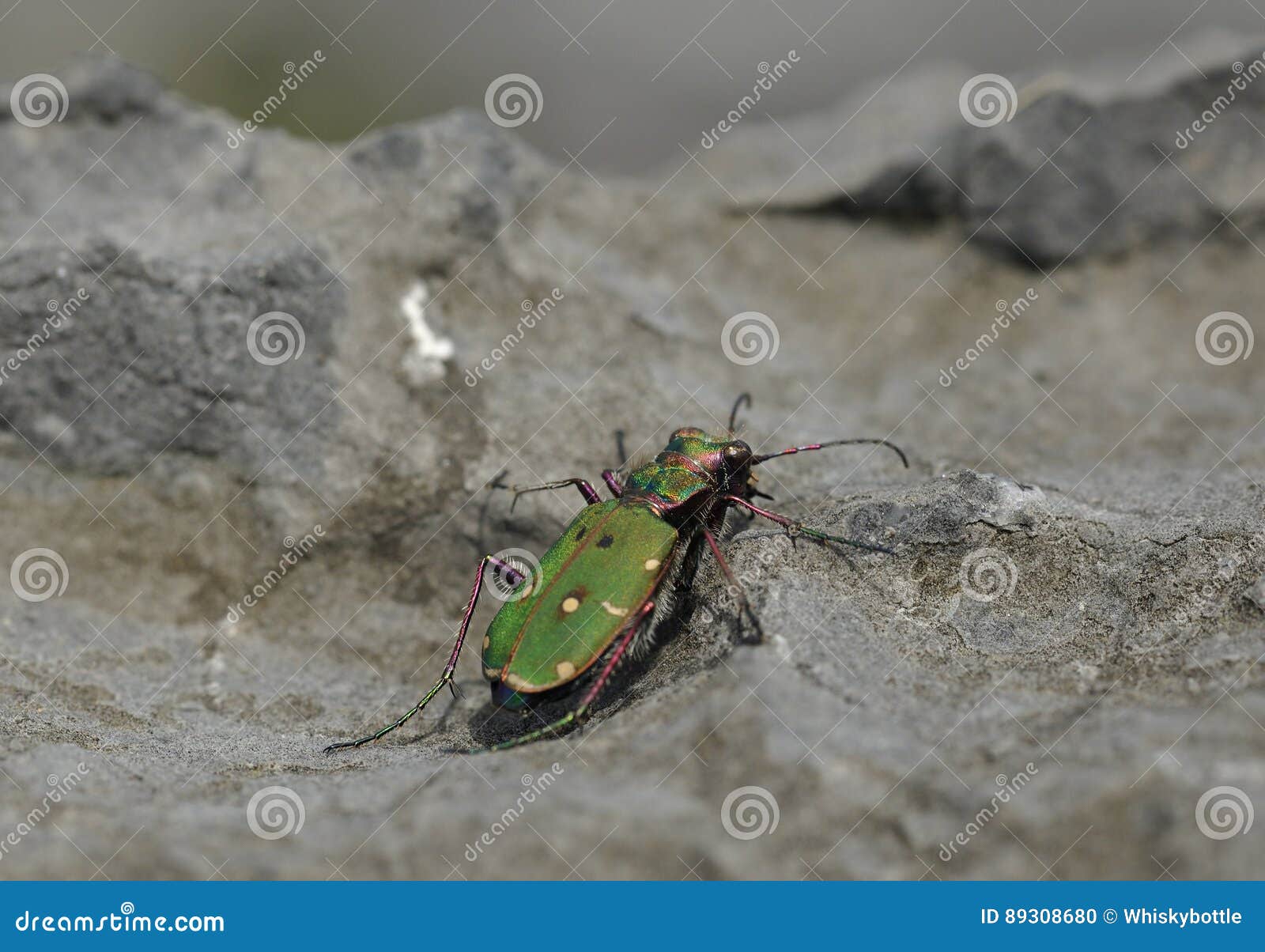 Scarabeo di tigre verde fotografia stock. Immagine di nave - 89308680
