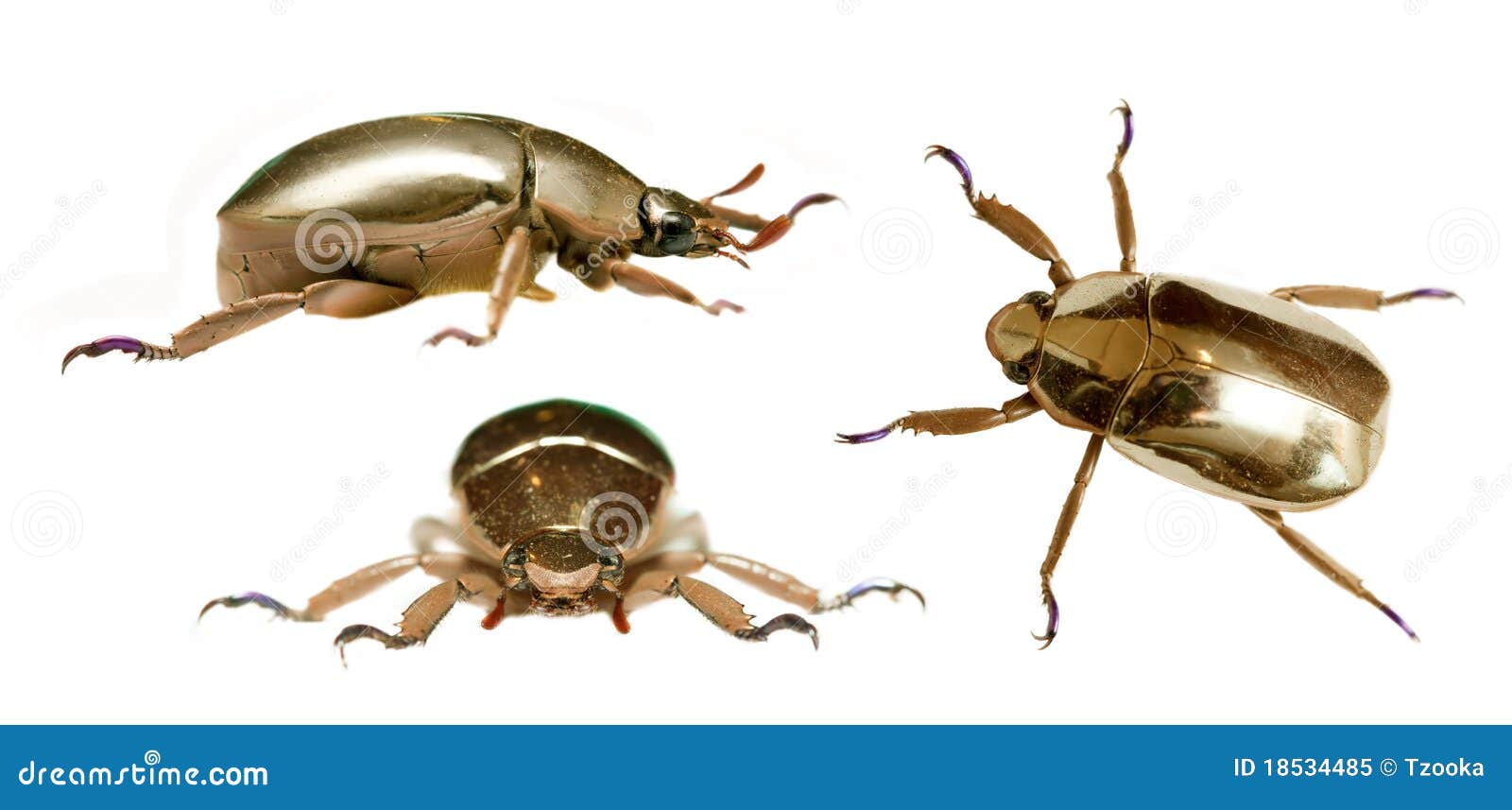 Scarabeo dorato immagine stock. Immagine di lato, natura - 18534485