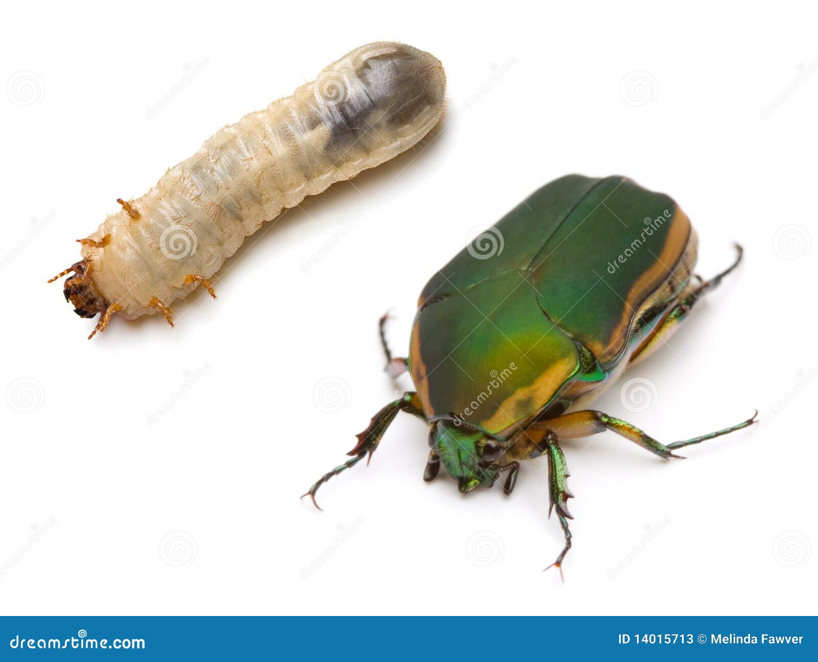 Scarabeo e larva immagine stock. Immagine di sfondo, studio - 14015713