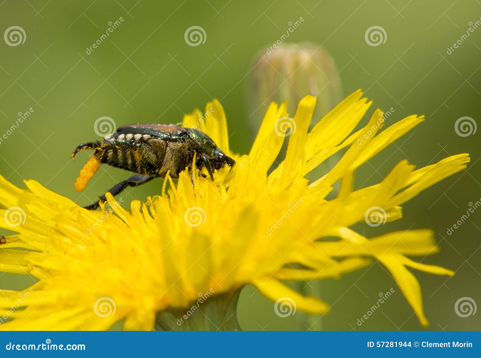 Scarabeo Giapponese Che Fa Le Uova Fotografia Stock - Immagine di danni ...