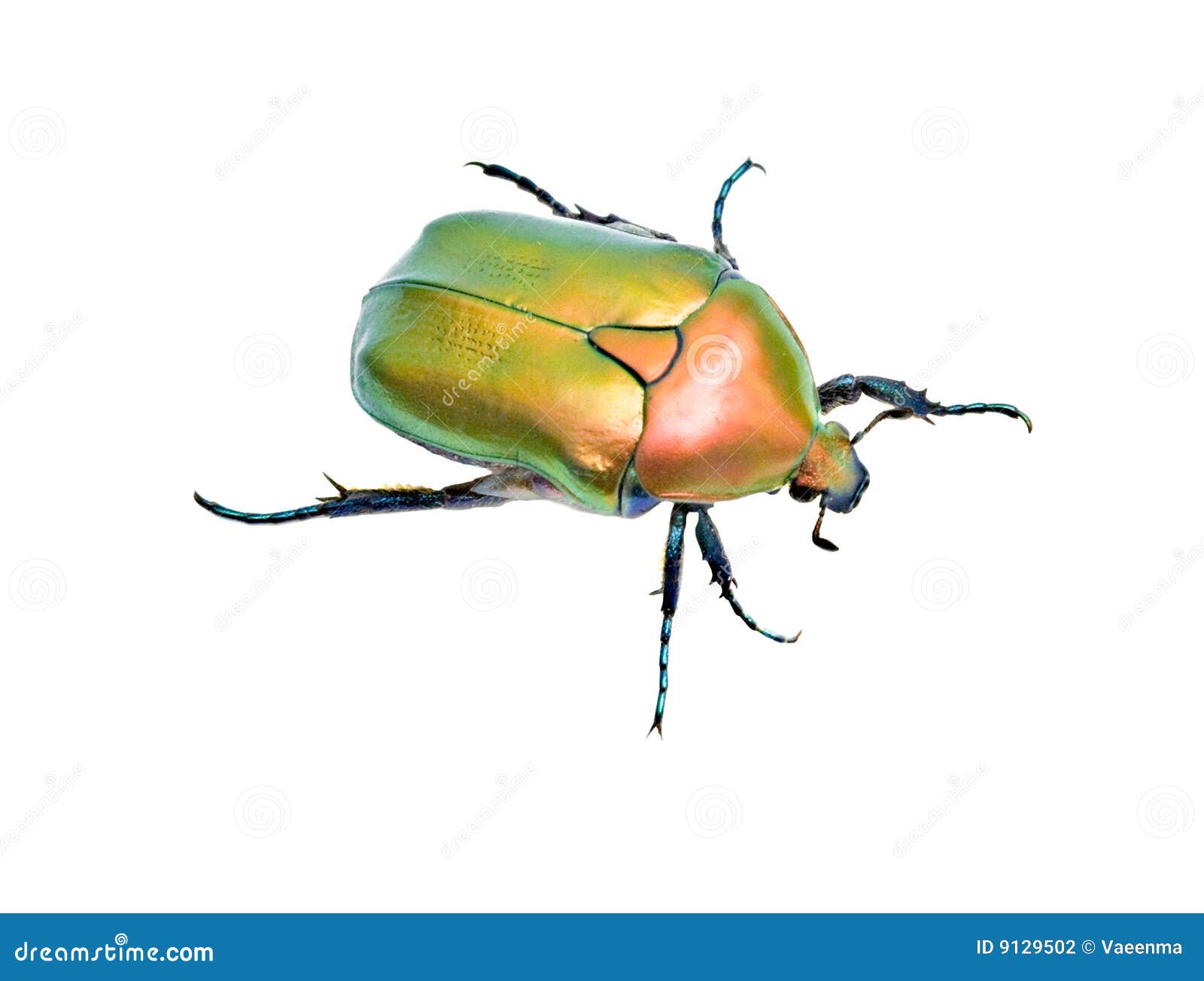 Scarabeo lucido verde fotografia stock. Immagine di lucido - 9129502