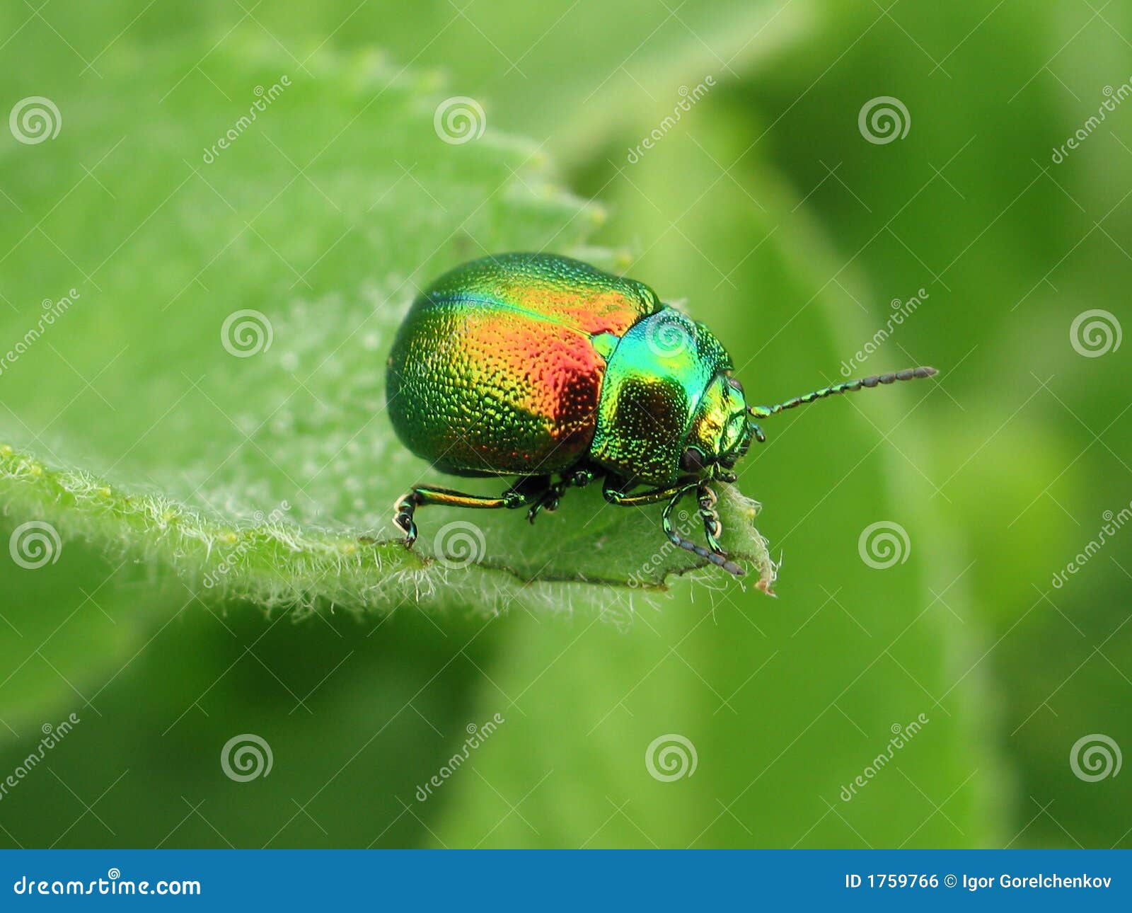 Scarabeo luminoso fotografia stock. Immagine di nave, coccinella - 1759766