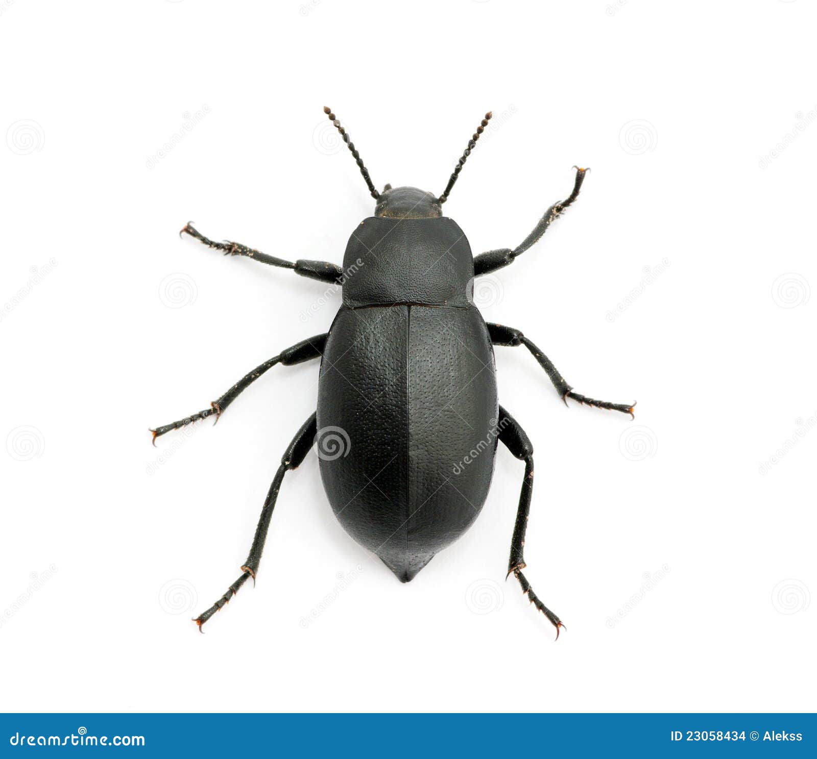 Scarabeo nero fotografia stock. Immagine di chiusura - 23058434