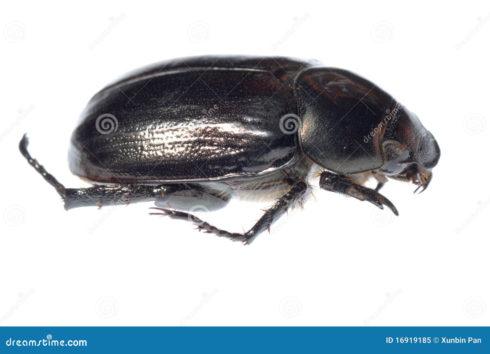 Scarabeo nero dello scarab immagine stock. Immagine di luminoso - 16919185