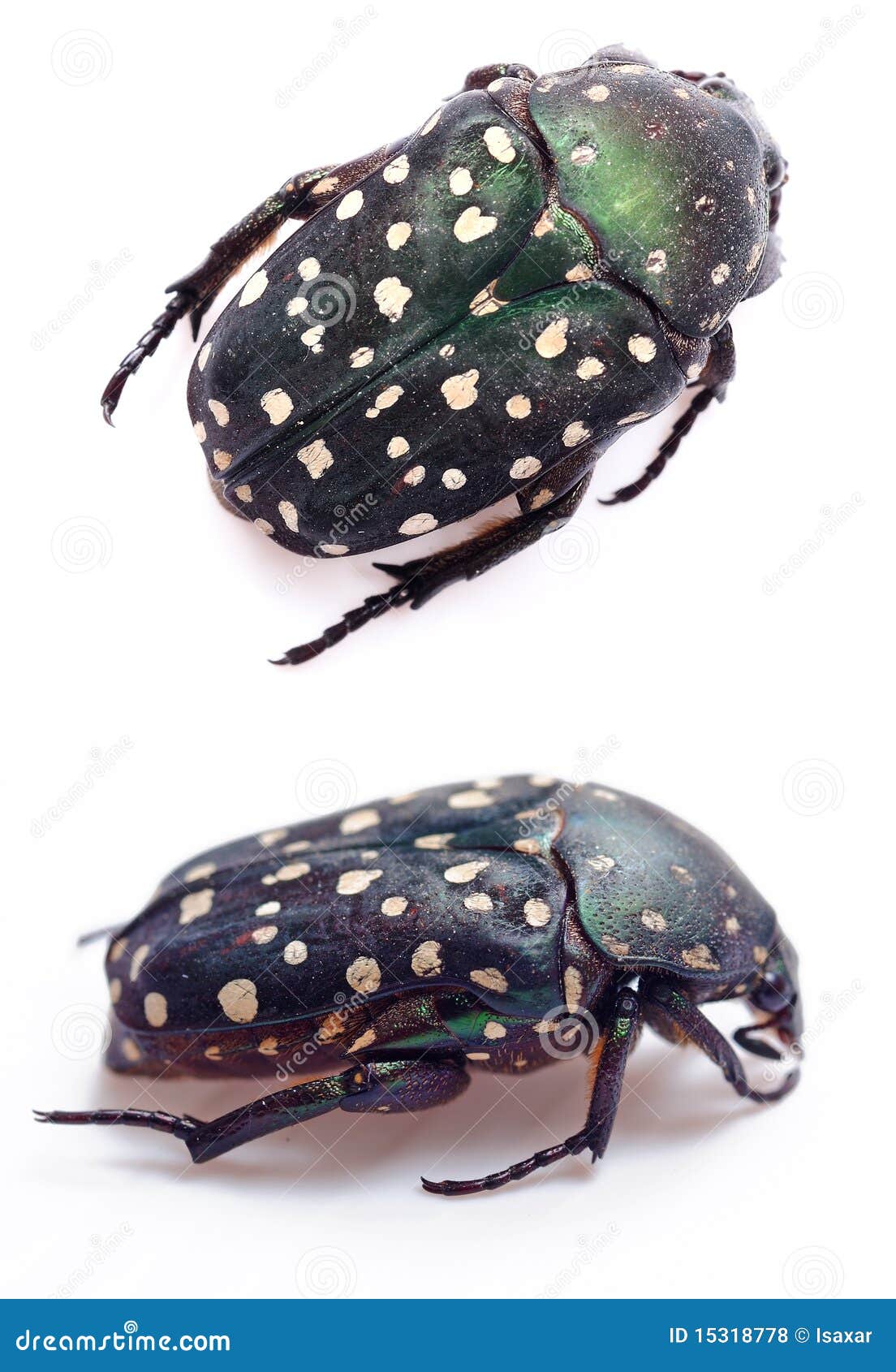 Scarabeo verde fotografia stock. Immagine di isolato - 15318778