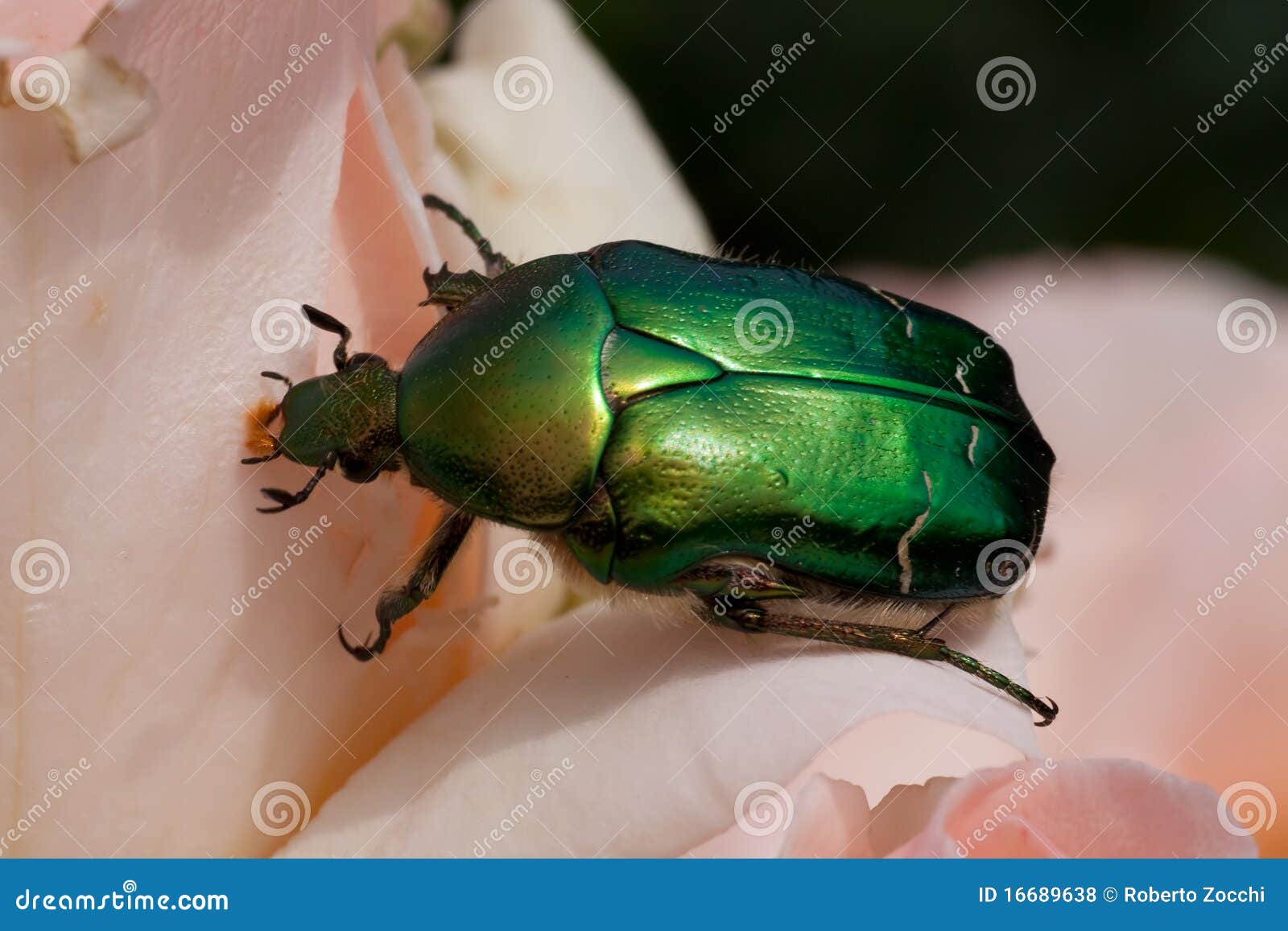 Scarabeo verde fotografia stock. Immagine di entomologia - 16689638