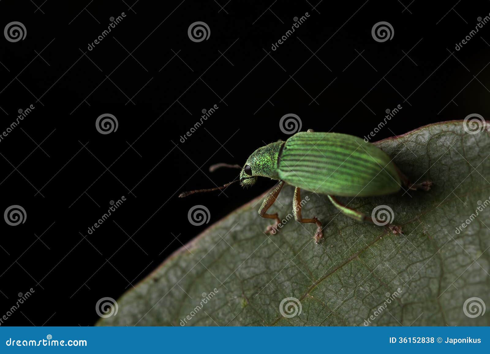 Scarabeo verde fotografia stock. Immagine di creatura - 36152838