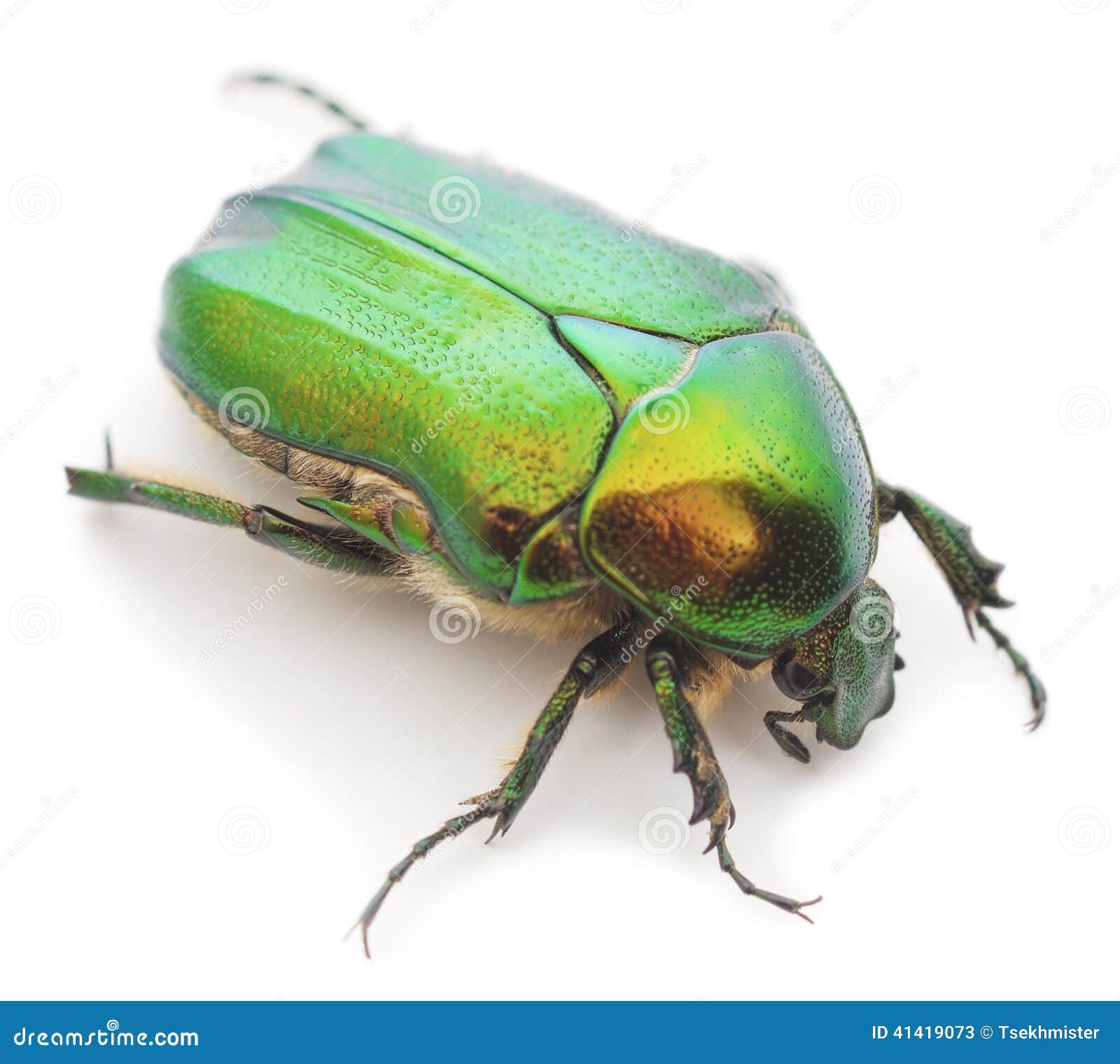 Scarabeo verde immagine stock. Immagine di colore, natura - 41419073