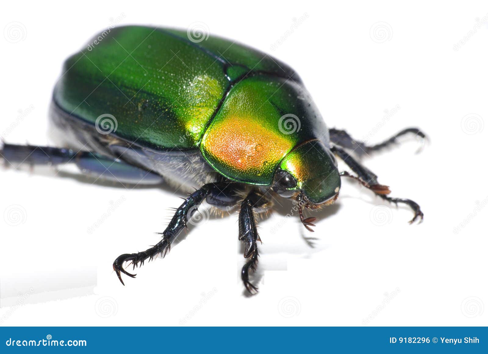 Scarabeo verde fotografia stock. Immagine di insetto, dorato - 9182296