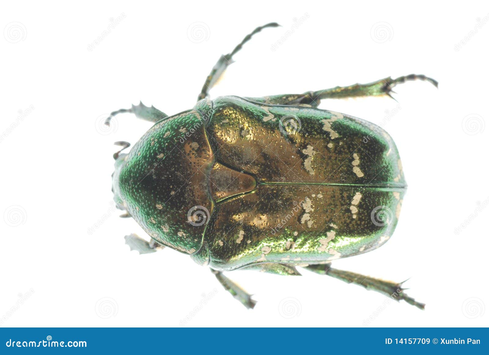 Scarabeo Verde Dell'insetto Immagine Stock - Immagine di entomologia ...