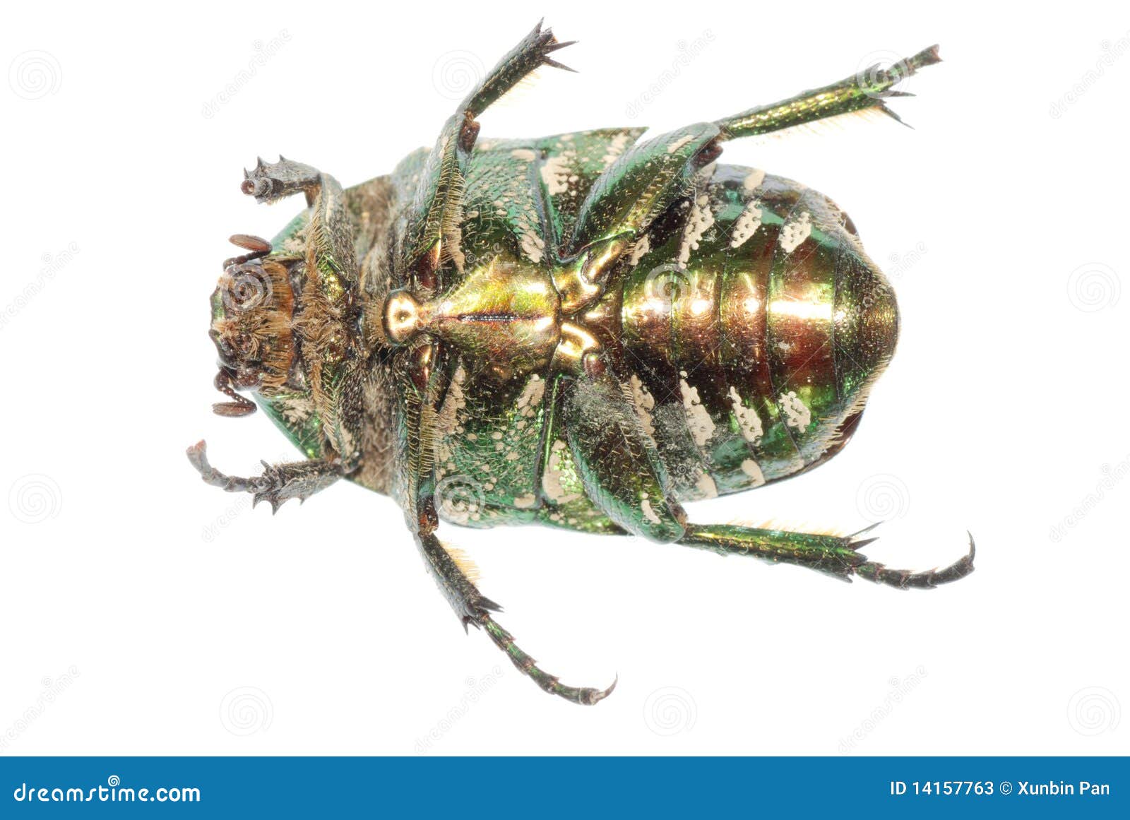 Scarabeo Verde Dell'insetto Immagine Stock - Immagine di cornuto ...