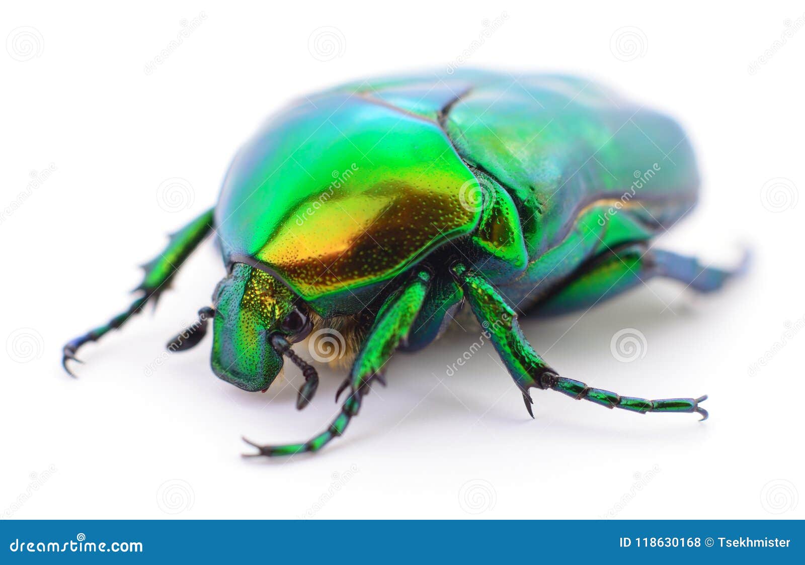 Scarabeo verde su bianco fotografia stock. Immagine di bianco - 118630168