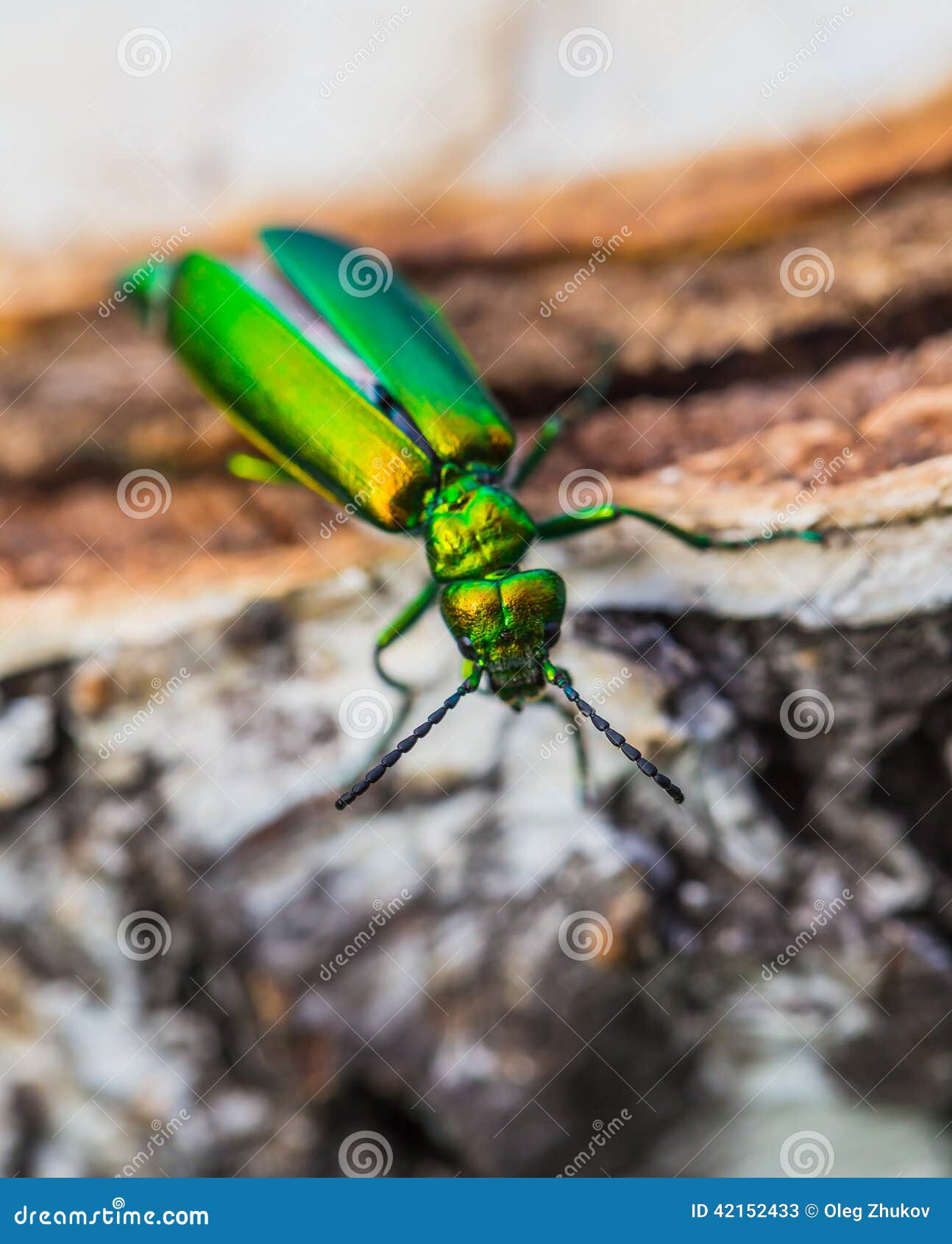 Scarabeo Verde Su Un Ceppo Della Betulla Immagine Stock - Immagine di ...