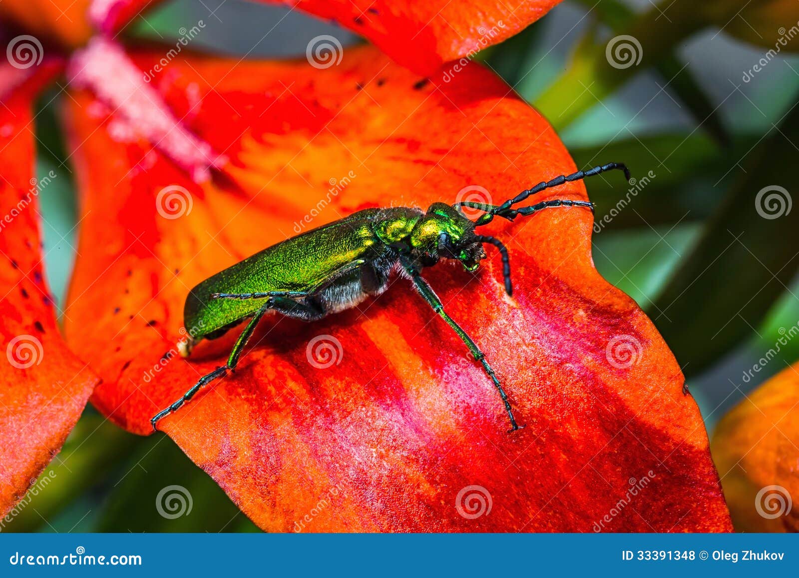 Scarabeo verde su un fiore fotografia stock. Immagine di vita - 33391348