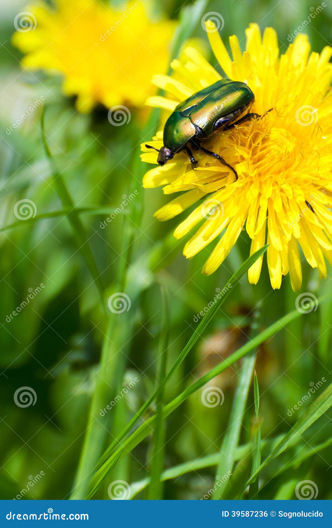 Scarabeo Verde Sul Fiore Giallo Fotografia Stock - Immagine di scarabeo ...