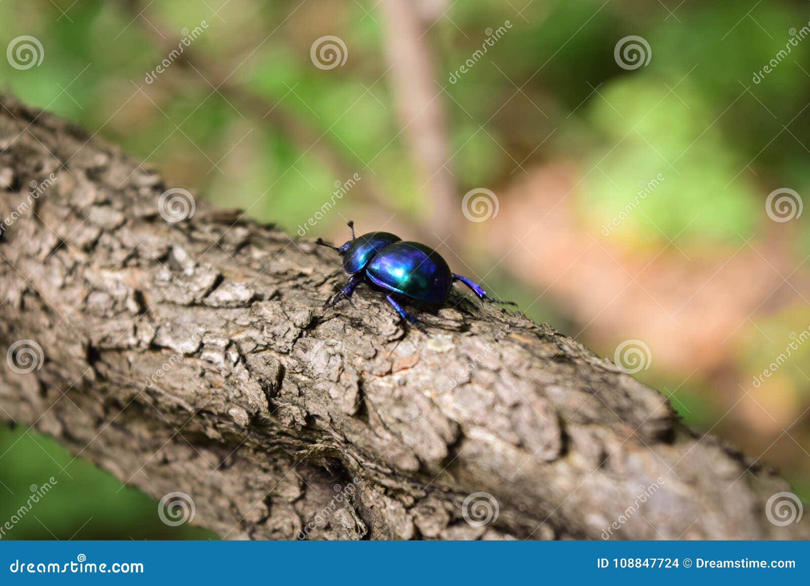 Scarabeus bug stock photo. Image of blue, beetle, outdoor - 108847724