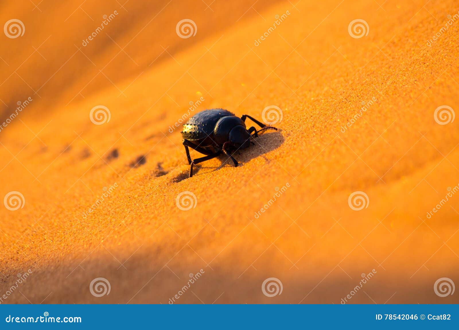 Scarabeus on the desert stock photo. Image of footmark - 78542046