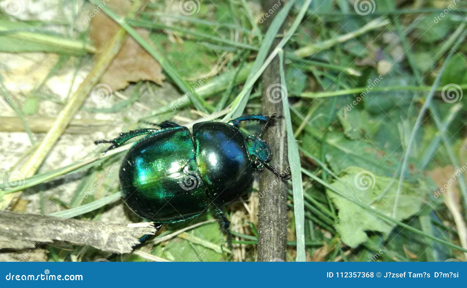 Scarabeus Stock Photos - Download 28 Royalty Free Photos