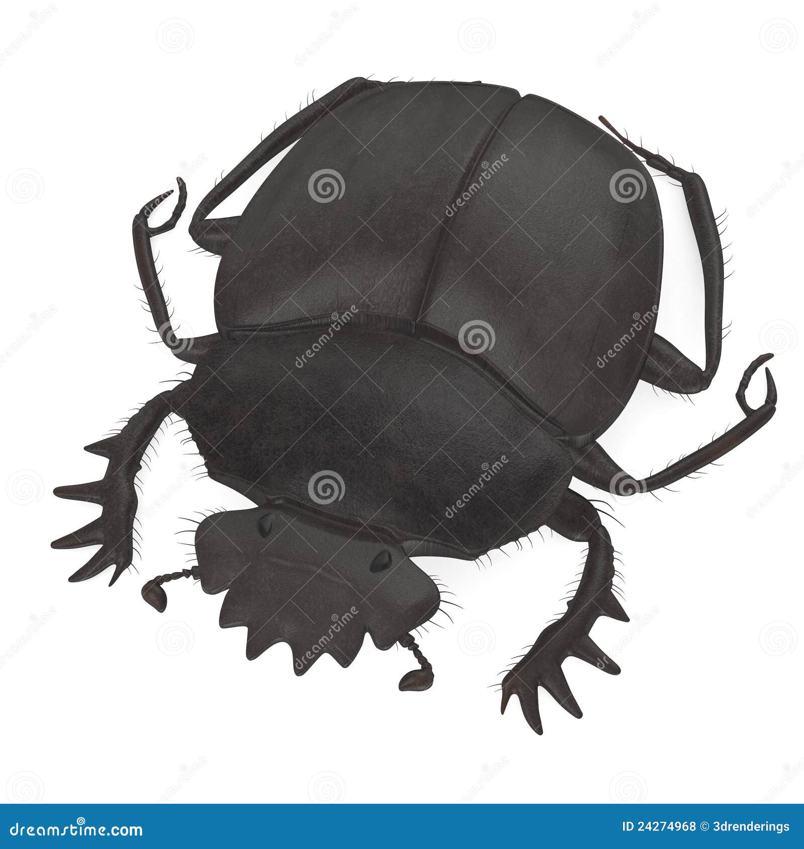 Scarabeus typhon bug stock illustration. Illustration of critter - 24274968