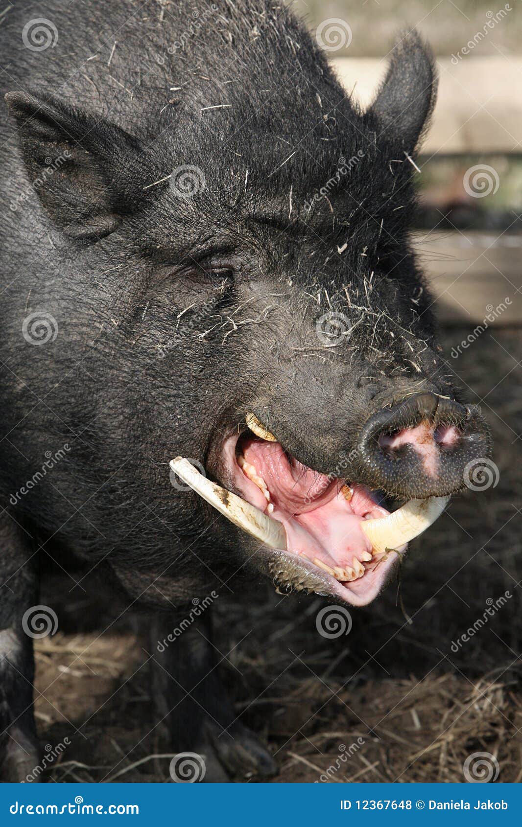 Scaramouch stock photo. Image of bristles, open, bigmouth - 12367648