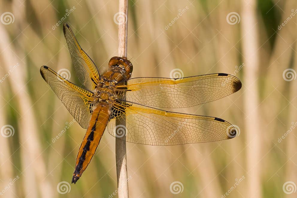 Scarce chaser stock photo. Image of macro, wing, blue - 24917360