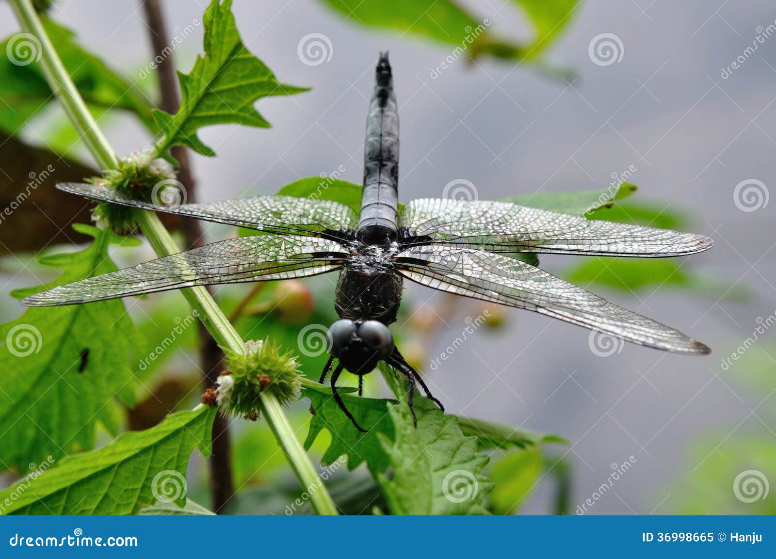 Scarce-chaser stock image. Image of wings, water, environment - 36998665