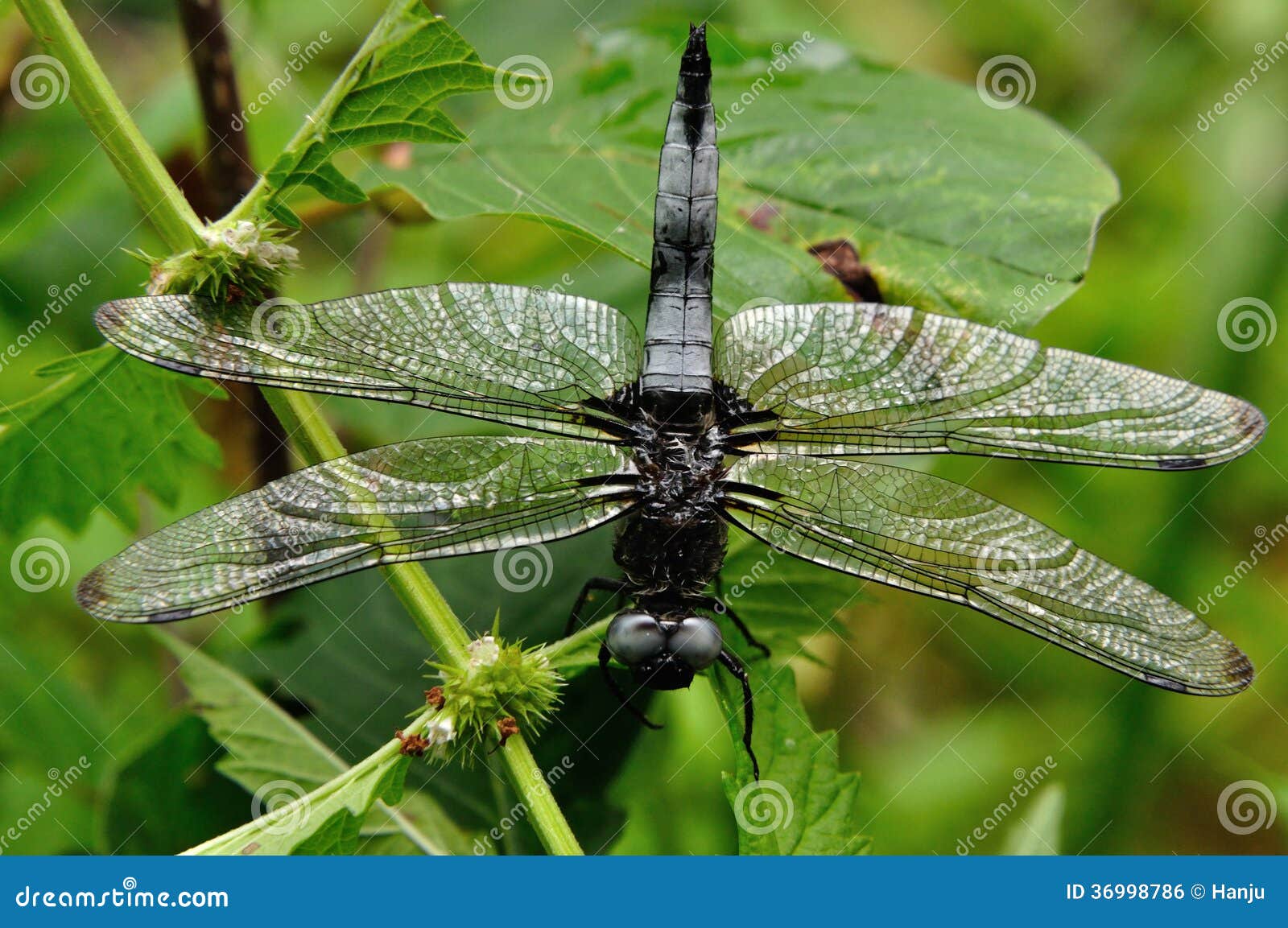 Scarce-chaser stock photo. Image of dragonfly, insect - 36998786