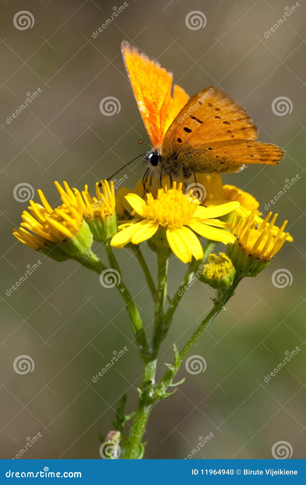 Scarce copper stock photo. Image of flower, scarce, lycaena - 11964940