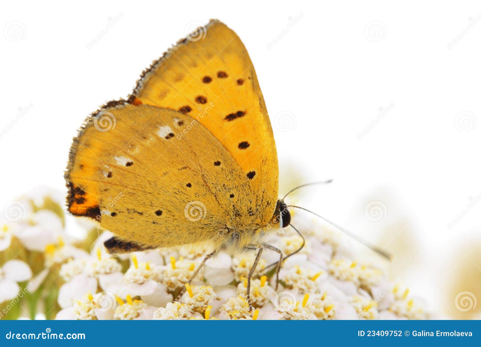 Scarce Copper (Chrysophanus Virgaureae) Butterfly Stock Photo - Image ...