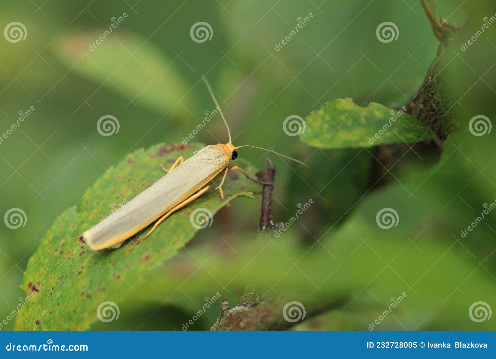 Scarce footman moth stock image. Image of insect, scarce - 232728005