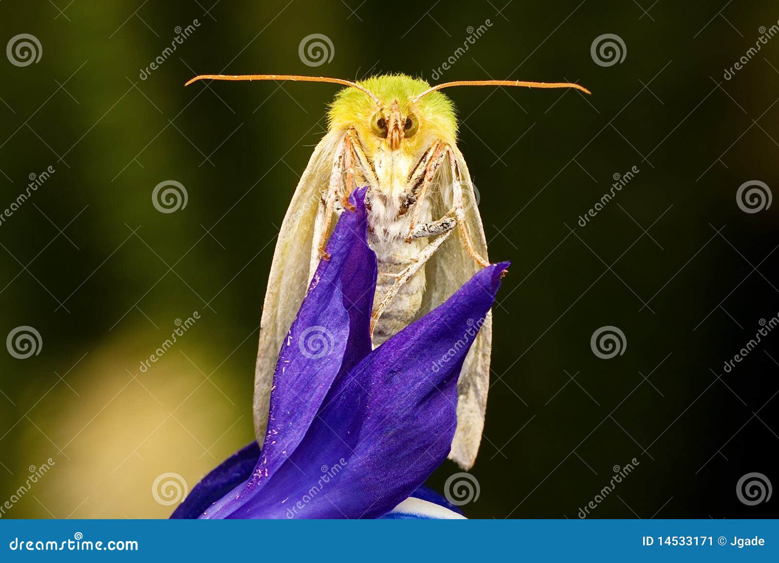 Scarce Silver-lines stock image. Image of insect, judge - 14533171