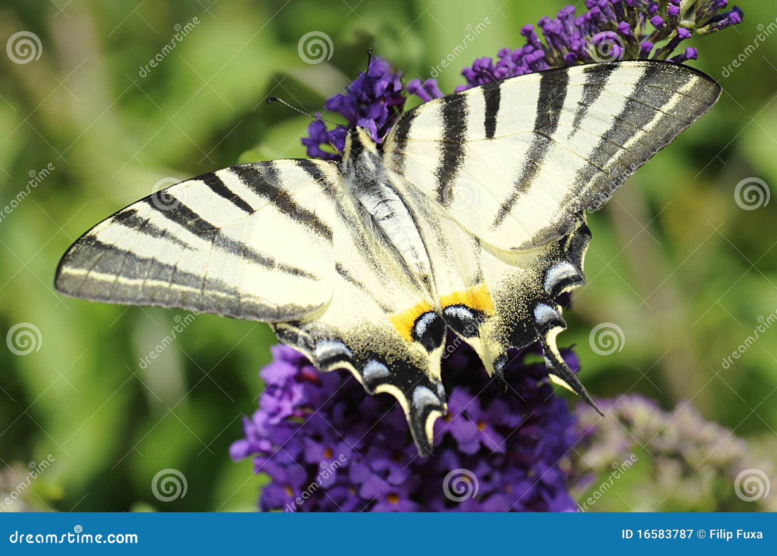 Scarce swallowtail stock image. Image of color, beautiful - 16583787