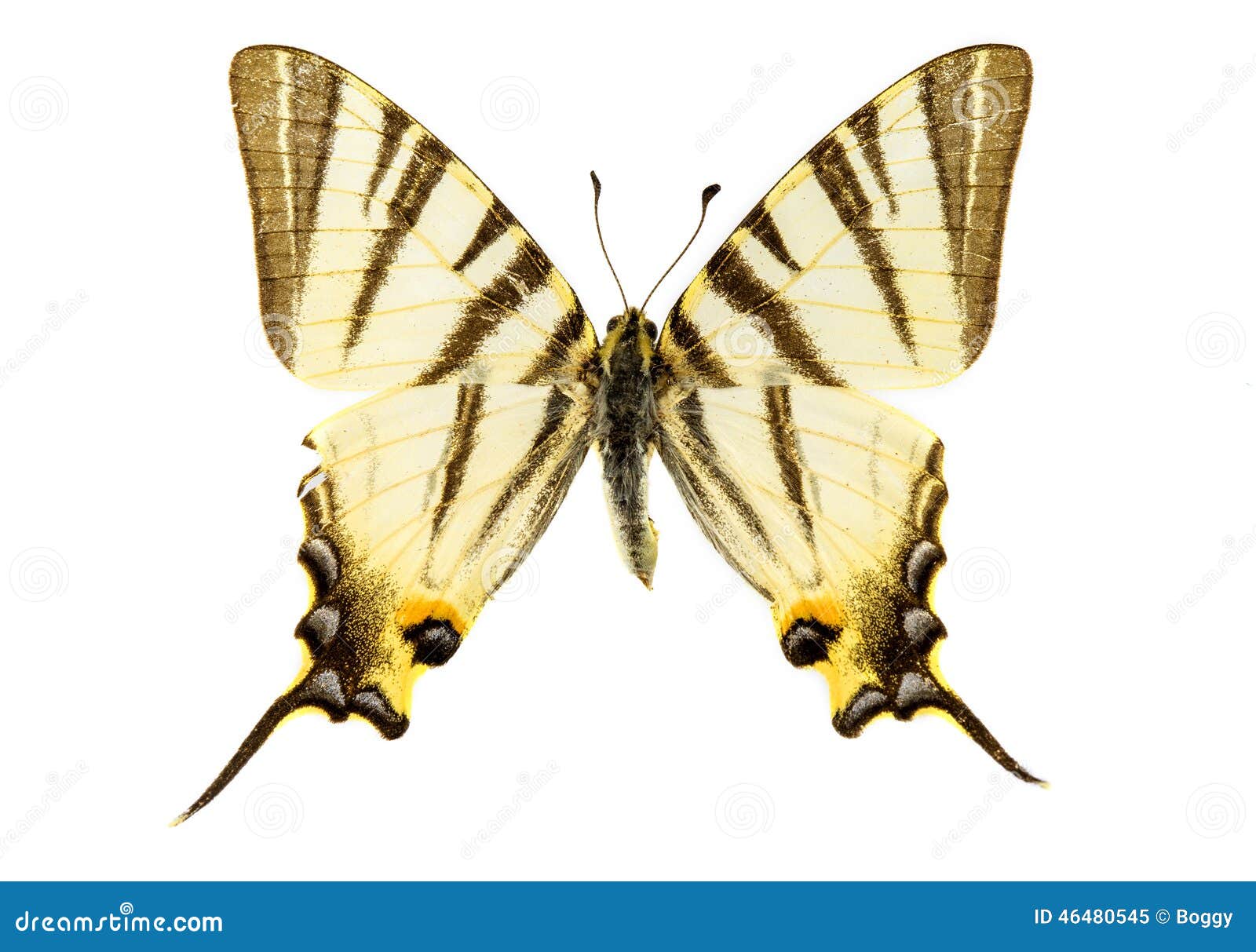 Scarce Swallowtail Butterfly Stock Image - Image of insect, swallowtail ...