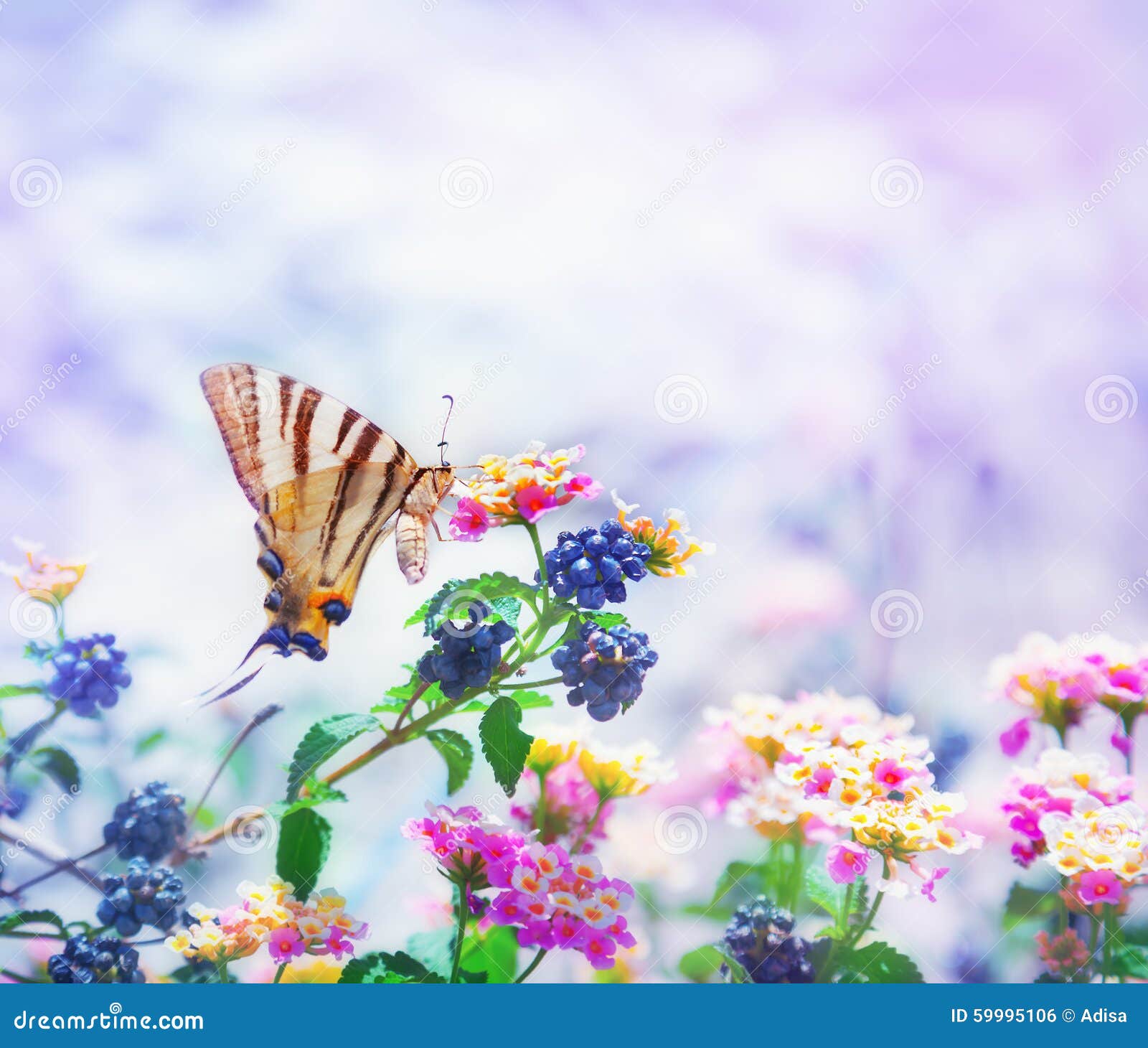 Scarce Swallowtail Butterfly Stock Photo - Image of bloom, gardens ...