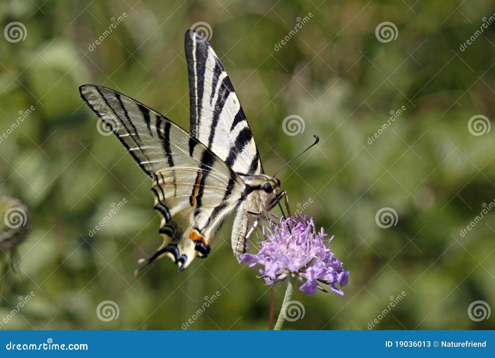 Scarce Swallowtail, Iphiclides Podalirius Stock Image - Image of single ...