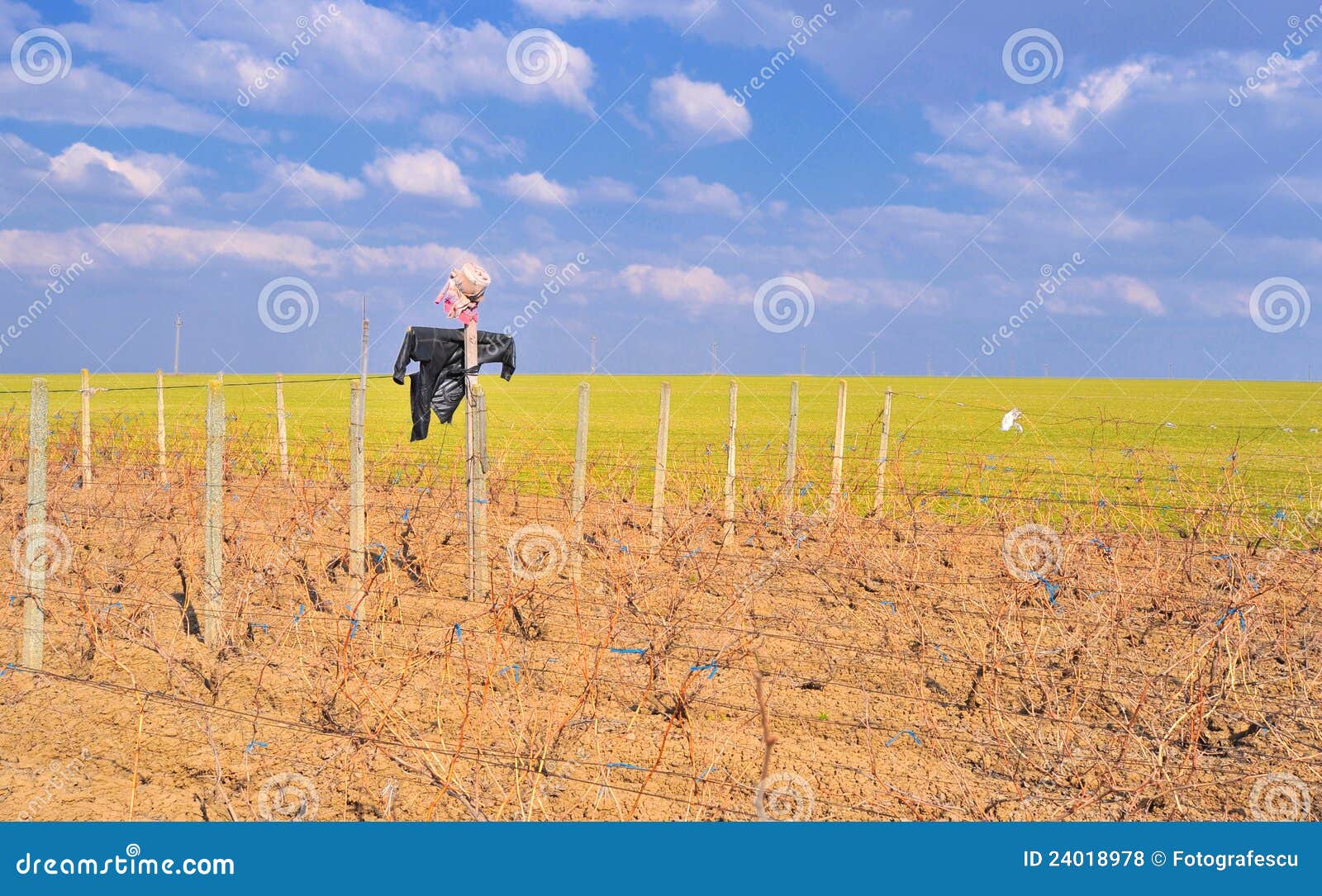 Scare crow stock photo. Image of agriculture, organic - 24018978