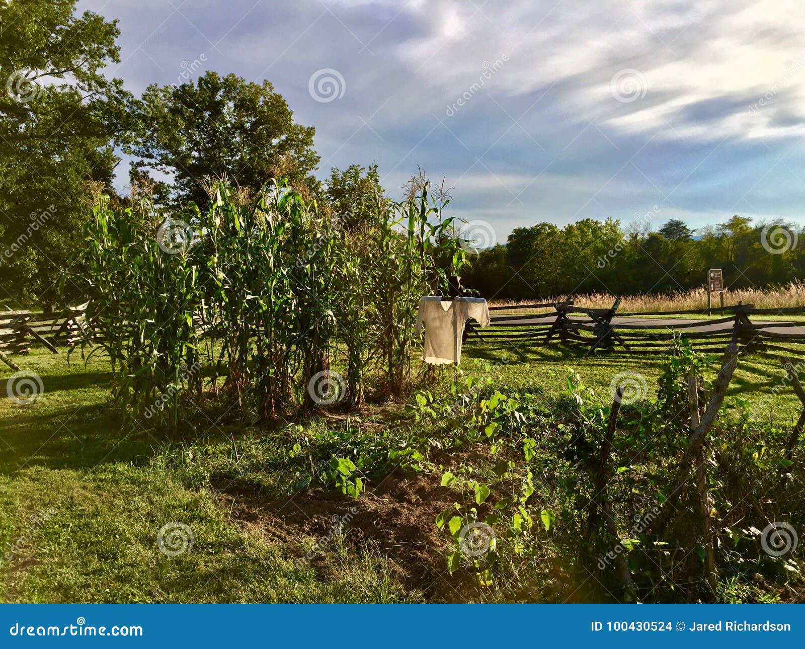 Scare Crow Protecting Corn Field Stock Photo - Image of crow, corn ...