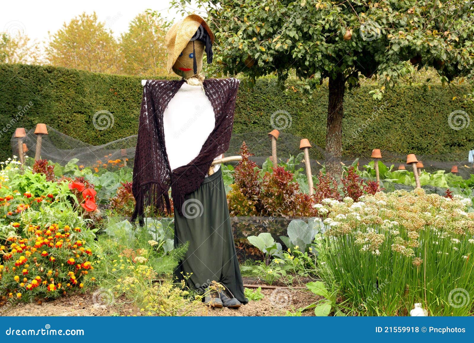 The scarecrow stock photo. Image of growing, pastime - 21559918