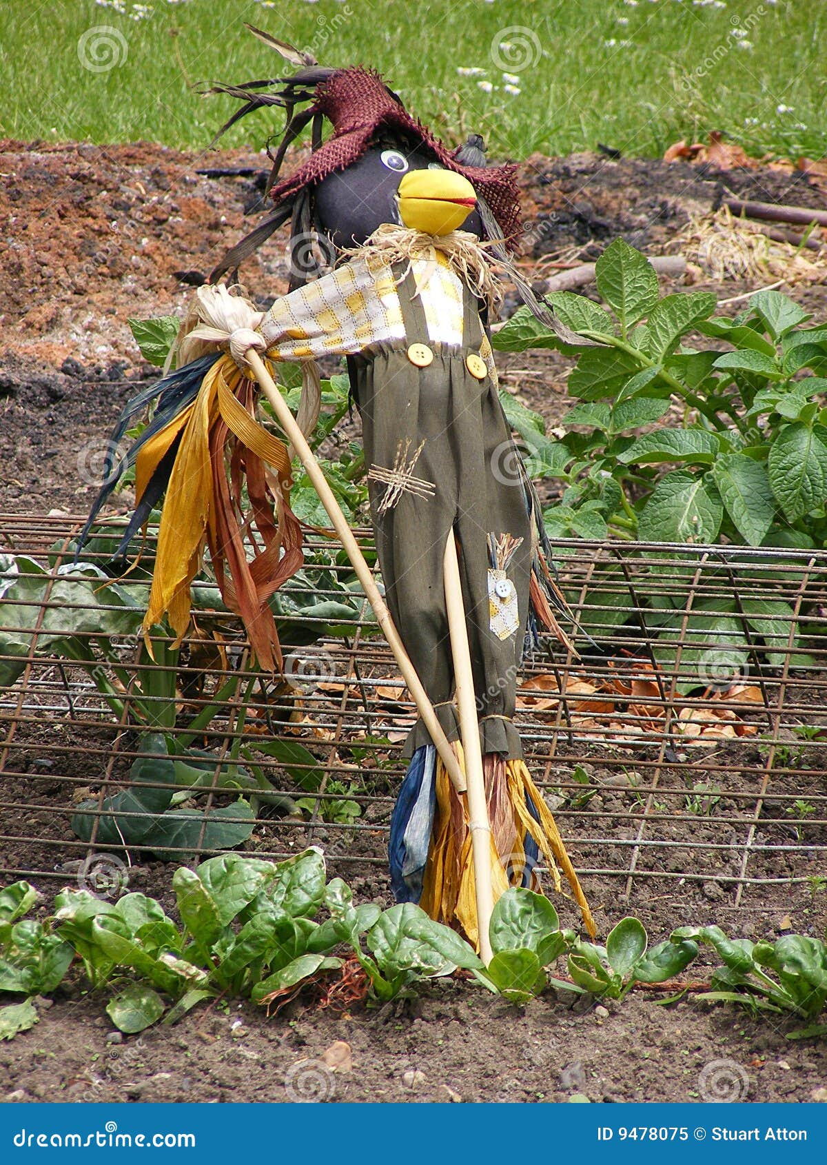 ScareCROW ! stock image. Image of bird, scarer, garden - 9478075
