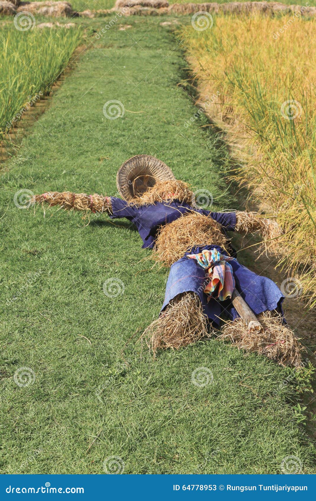 Scarecrow stock image. Image of field, paddy, protection - 64778953