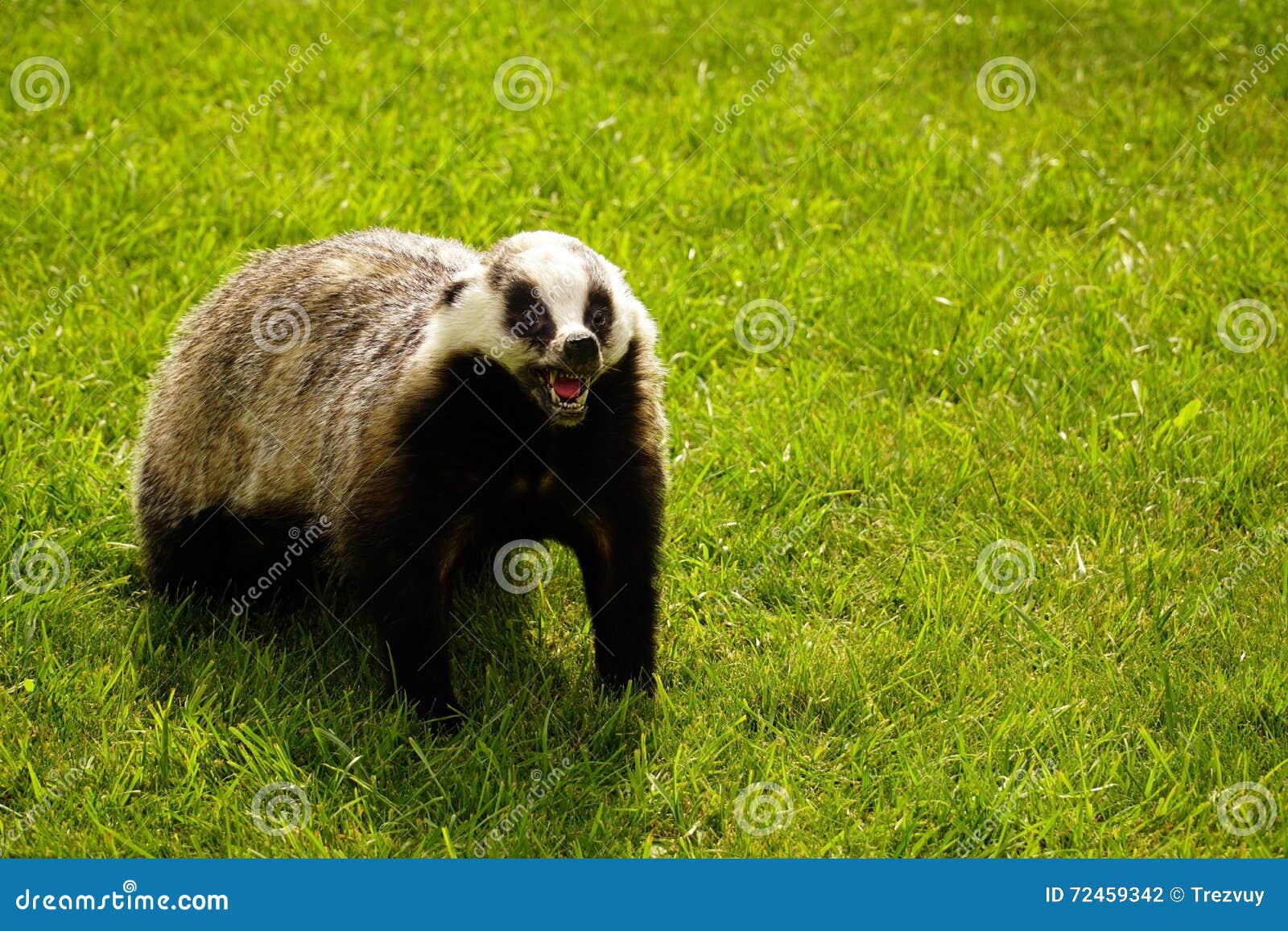 Scarecrow Badger Standing on Green Grass Stock Photo - Image of ...