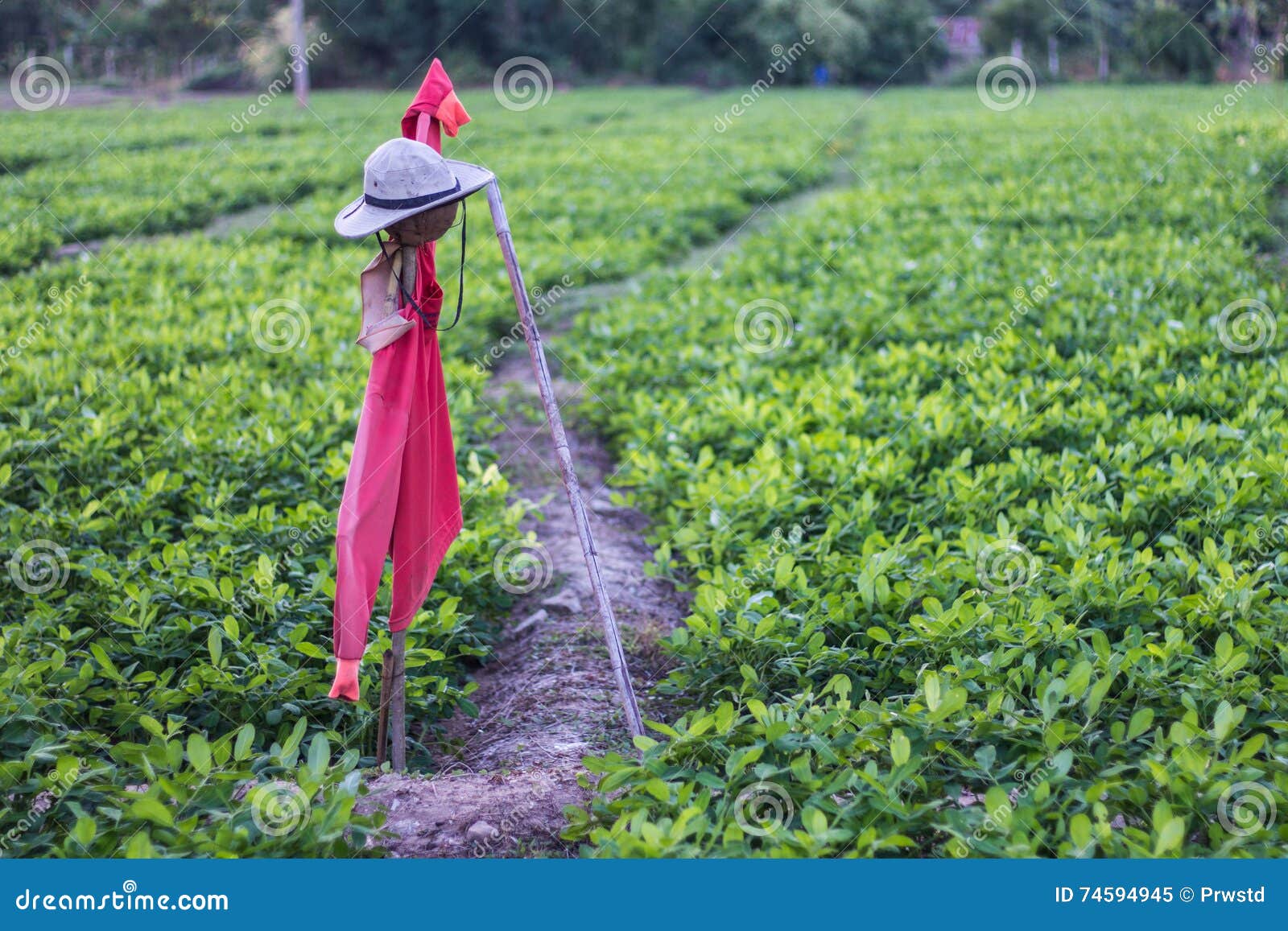 Scarecrow in bean garden stock image. Image of jolly - 74594945