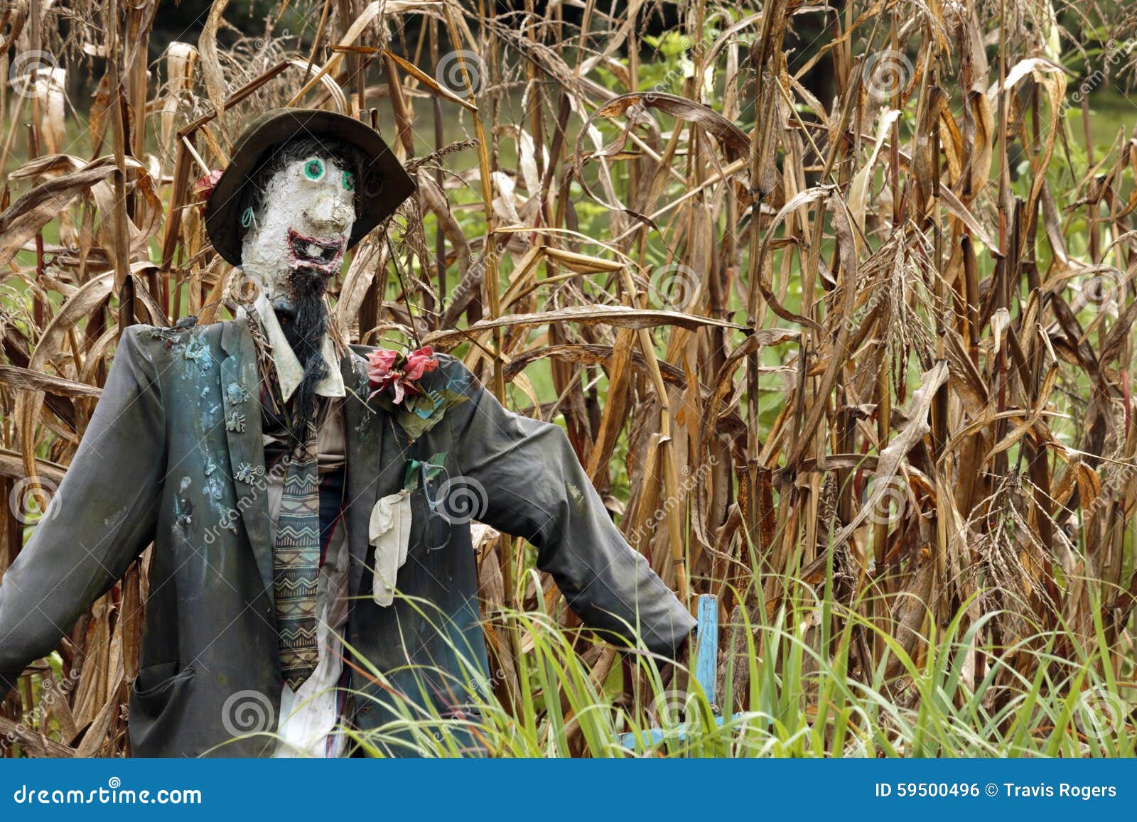Scarecrow stock photo. Image of green, scary, festive - 59500496