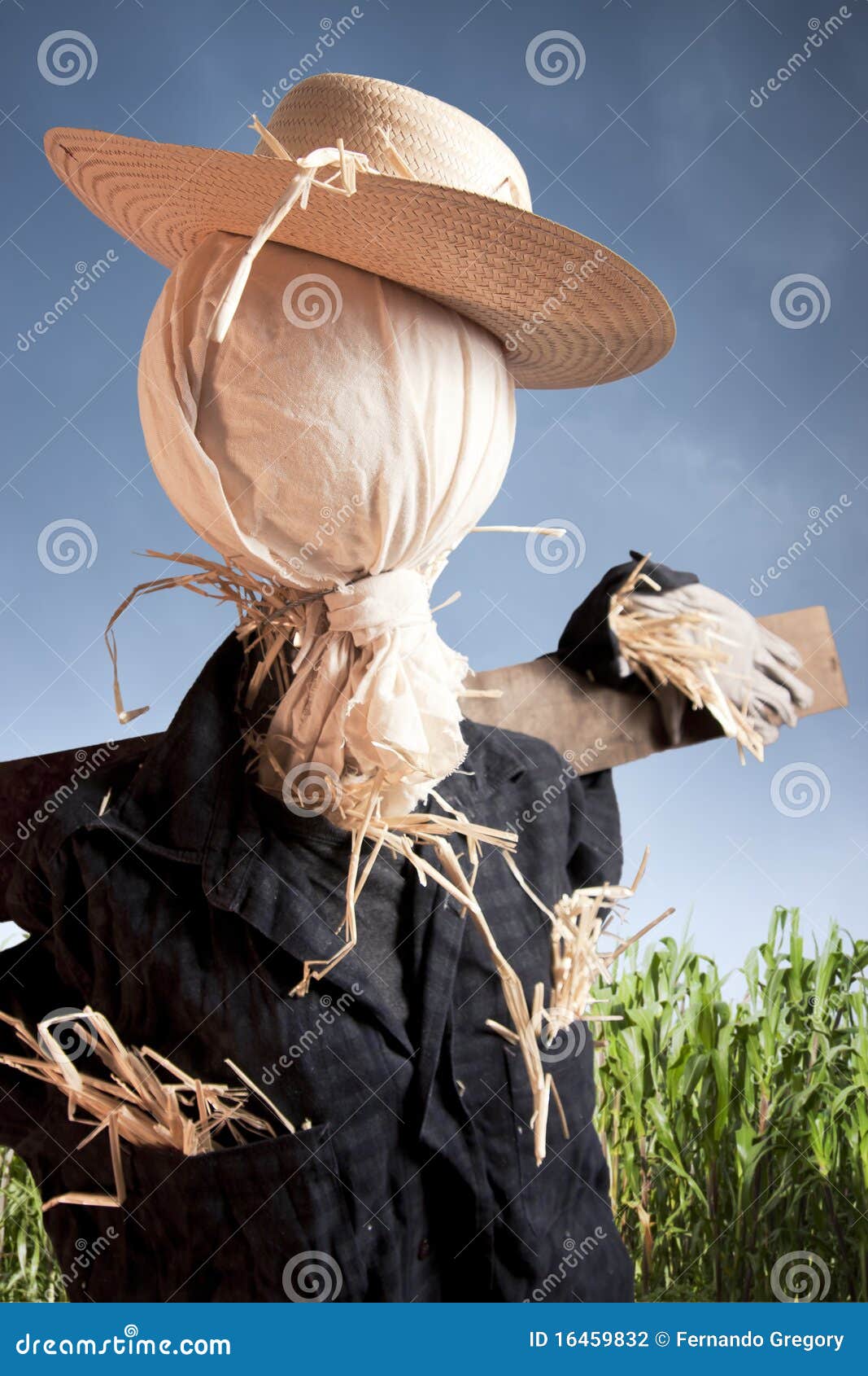 Scarecrow in Corn Field on a Cloudy Day Stock Photo - Image of ...